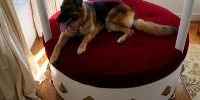 Gunther el perro millonario ¿es real toda la historia?